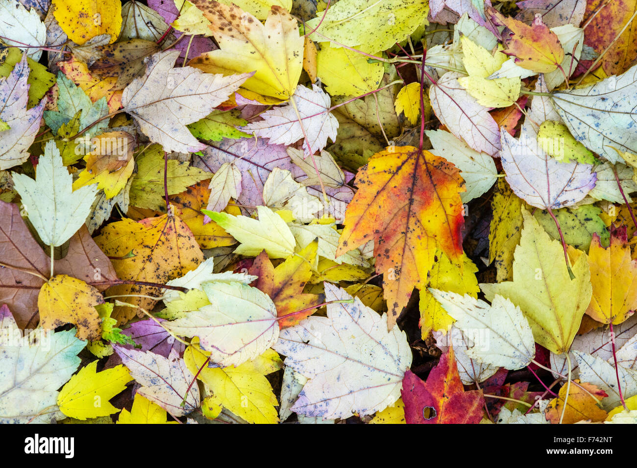Colourful fallen leaves hi-res stock photography and images - Alamy