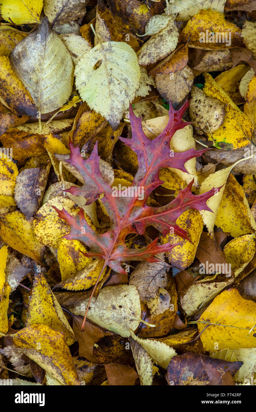 Quercus autumn leaves hi-res stock photography and images - Alamy