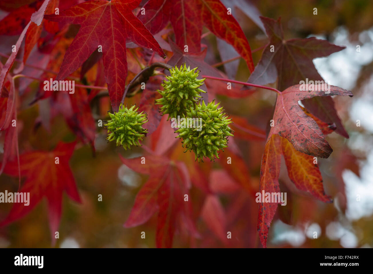 Styraciflua High Resolution Stock Photography and Images - Alamy