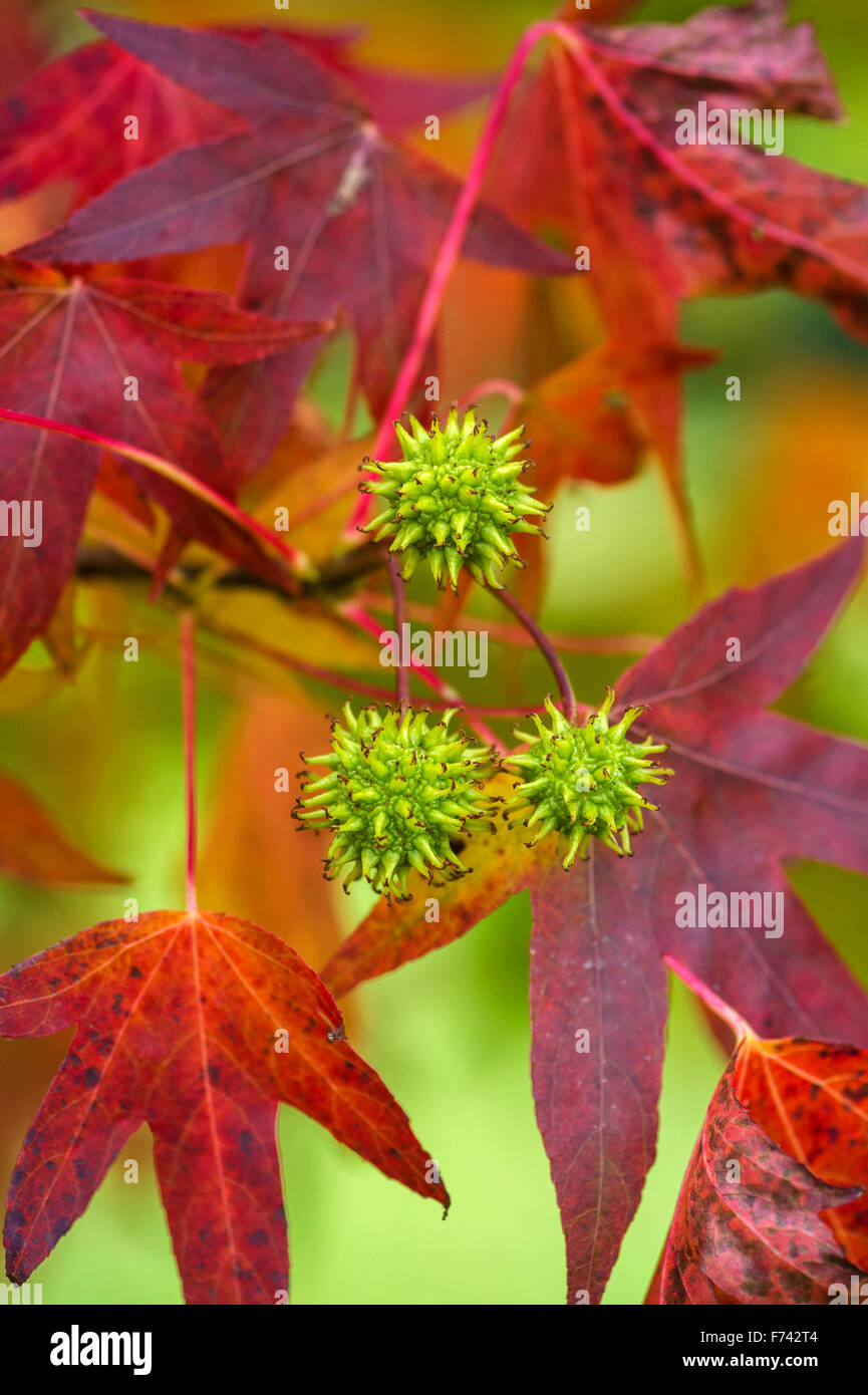 Styraciflua High Resolution Stock Photography and Images - Alamy