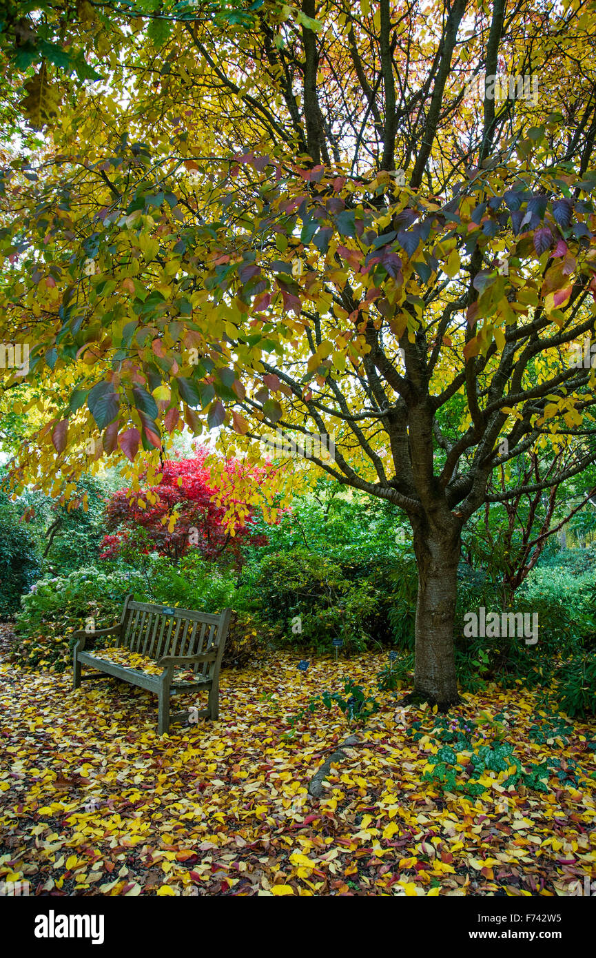 Rhs Wisley Gardens Stock Photos & Rhs Wisley Gardens Stock Images - Alamy