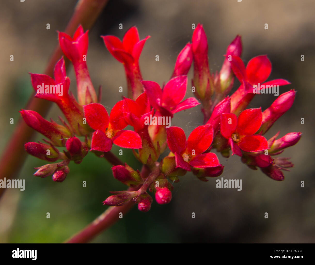 Kalanchoe pinnata flower hi-res stock photography and images - Alamy