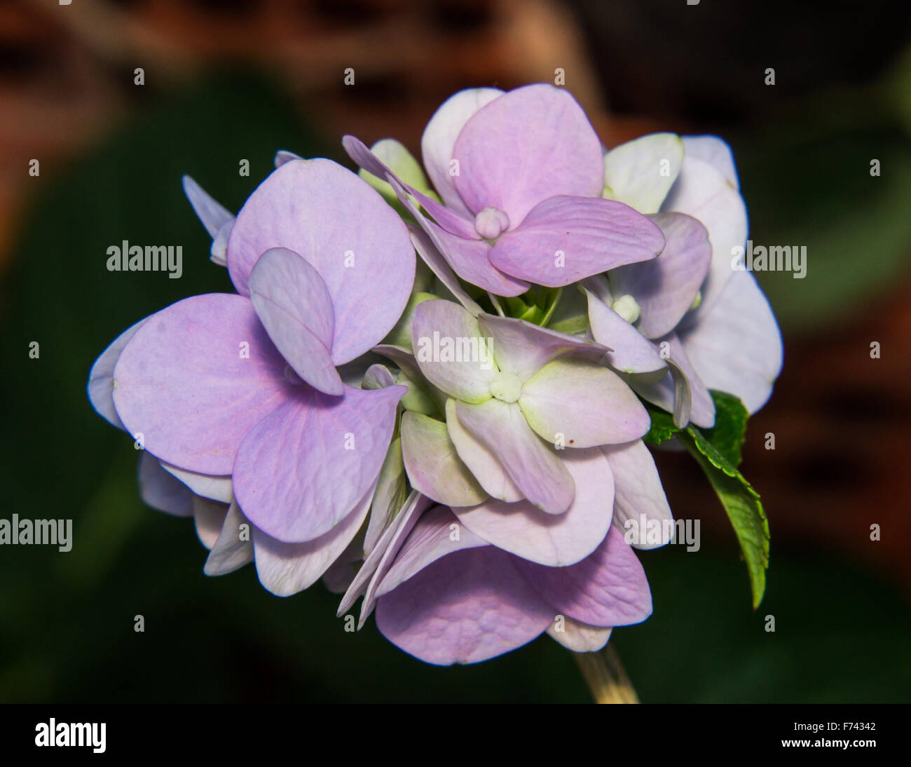Purple hydrangea hi-res stock photography and images - Alamy