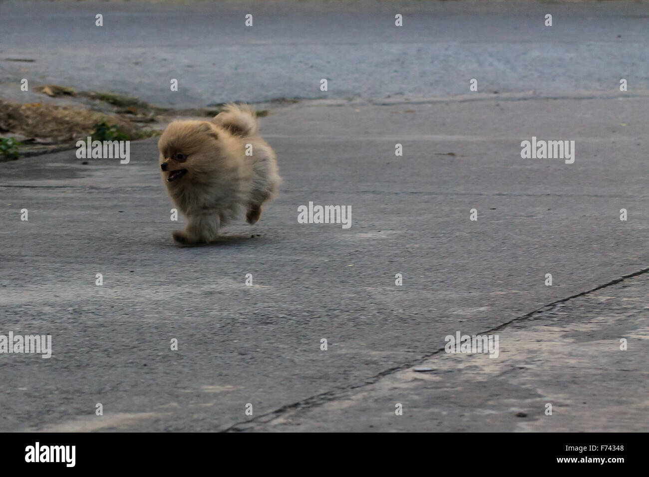 Pomeranian puppy running Stock Photo - Alamy