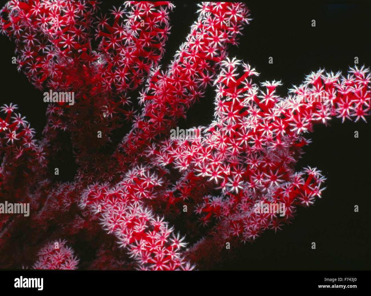 Soft Coral Colony Stock Photo - Alamy