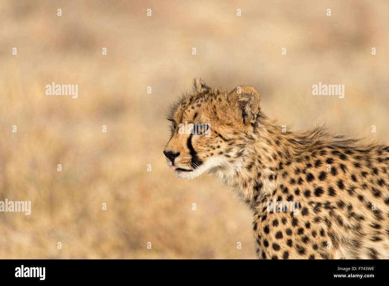 Cheetah namibia conservation hi-res stock photography and images - Alamy