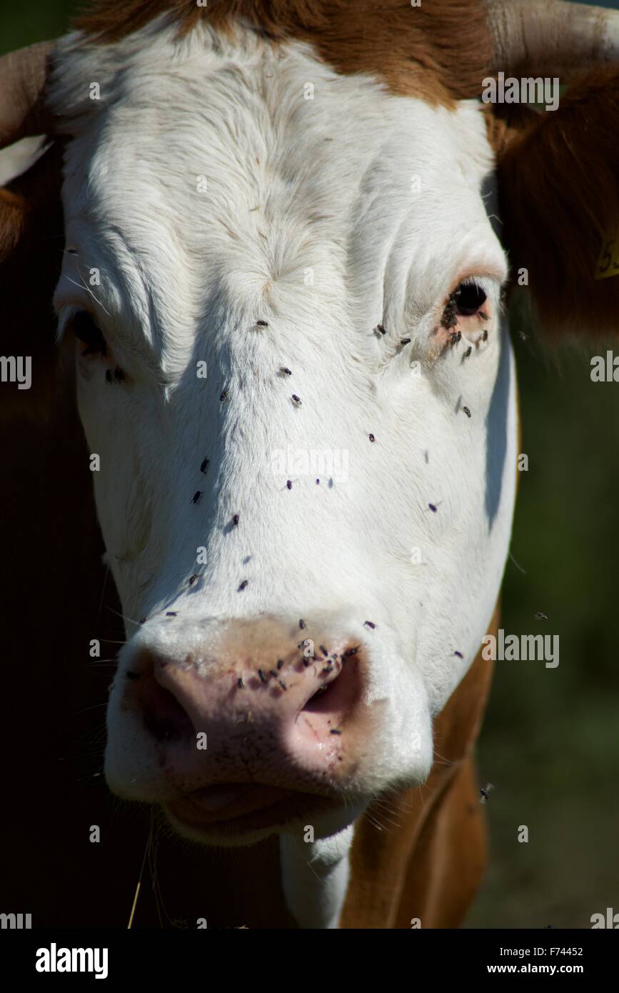 Cow flies hi-res stock photography and images - Alamy