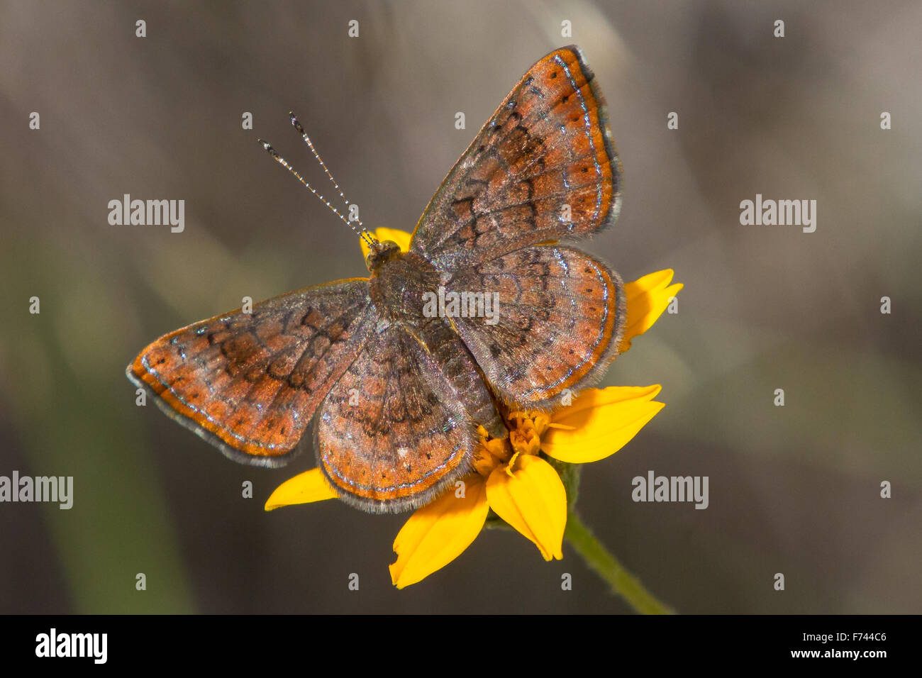 Metalmark hi-res stock photography and images - Alamy