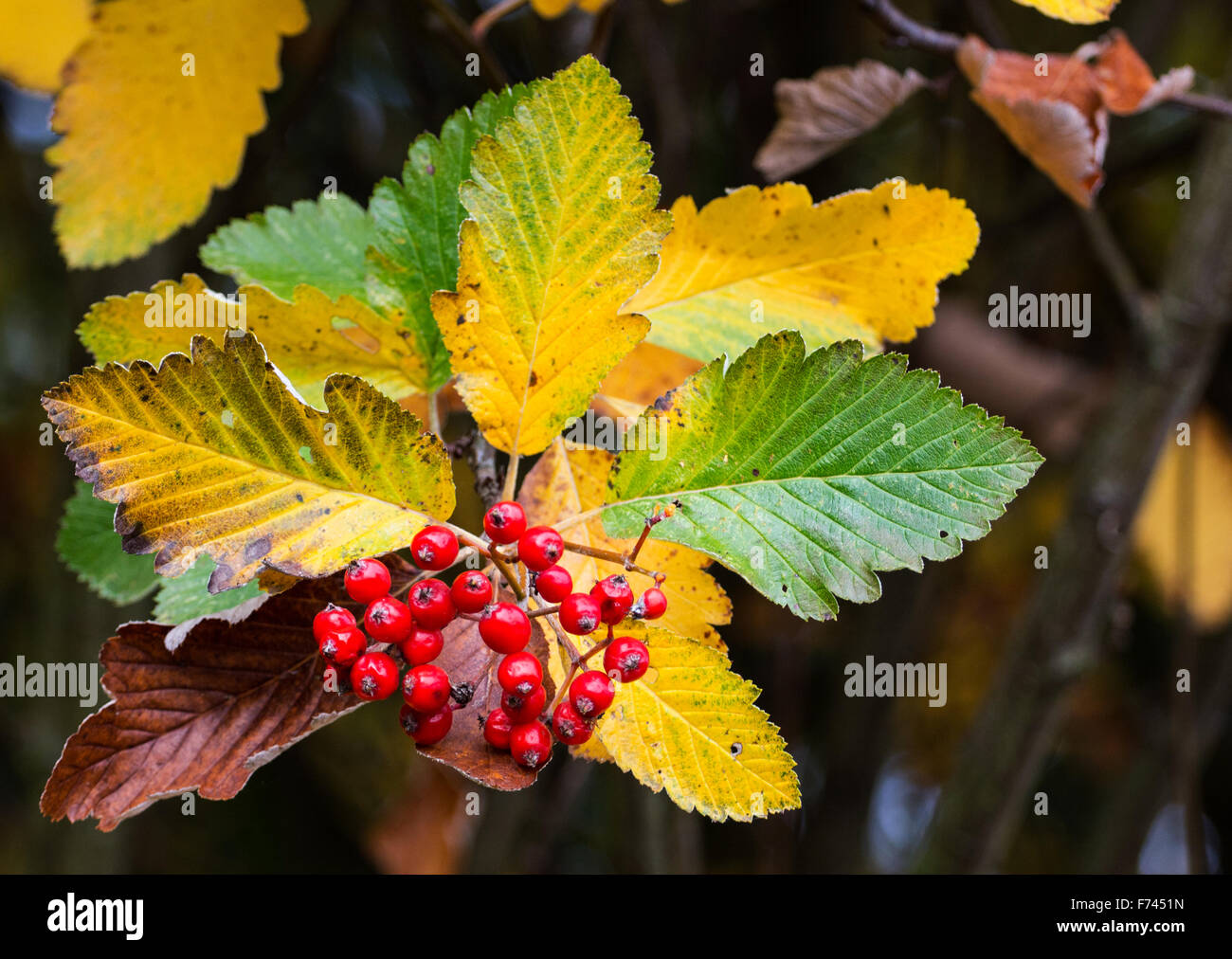 different shades of autumn colour Stock Photo - Alamy