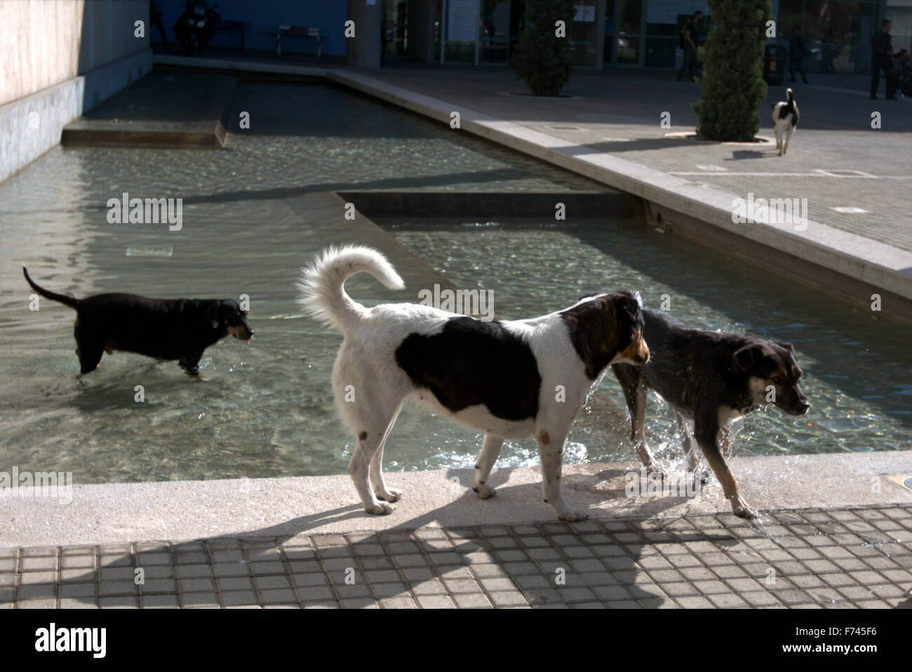 Group stray dogs hi-res stock photography and images - Alamy