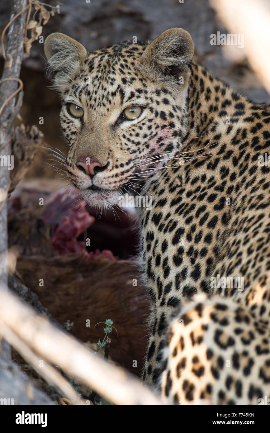 Young female leopard (panthera pardus) with kill on background in ...
