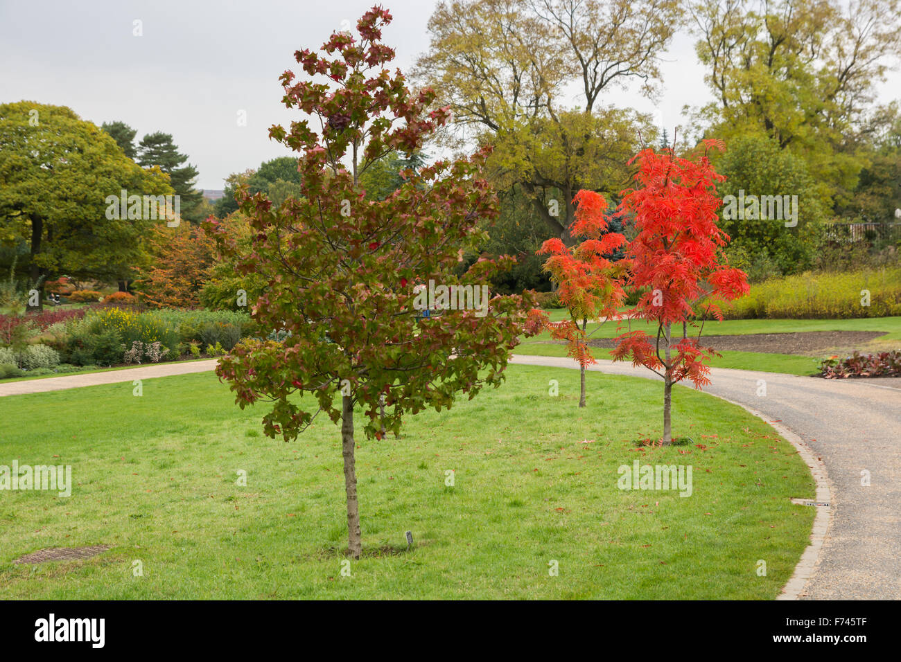 Autumn tree colours Stock Photo - Alamy