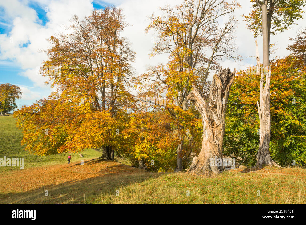 Distance trees hi-res stock photography and images - Alamy
