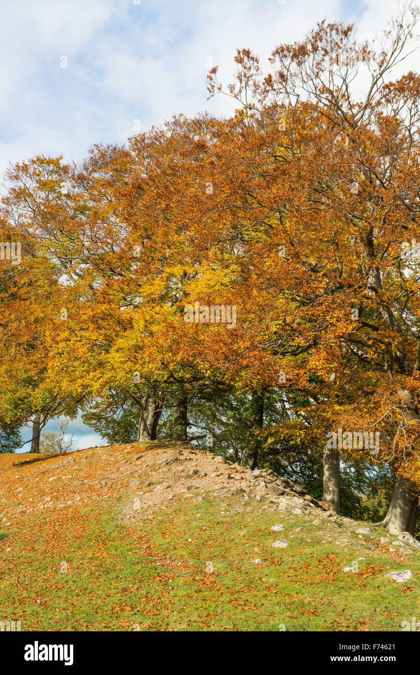Trees on mound hi-res stock photography and images - Alamy