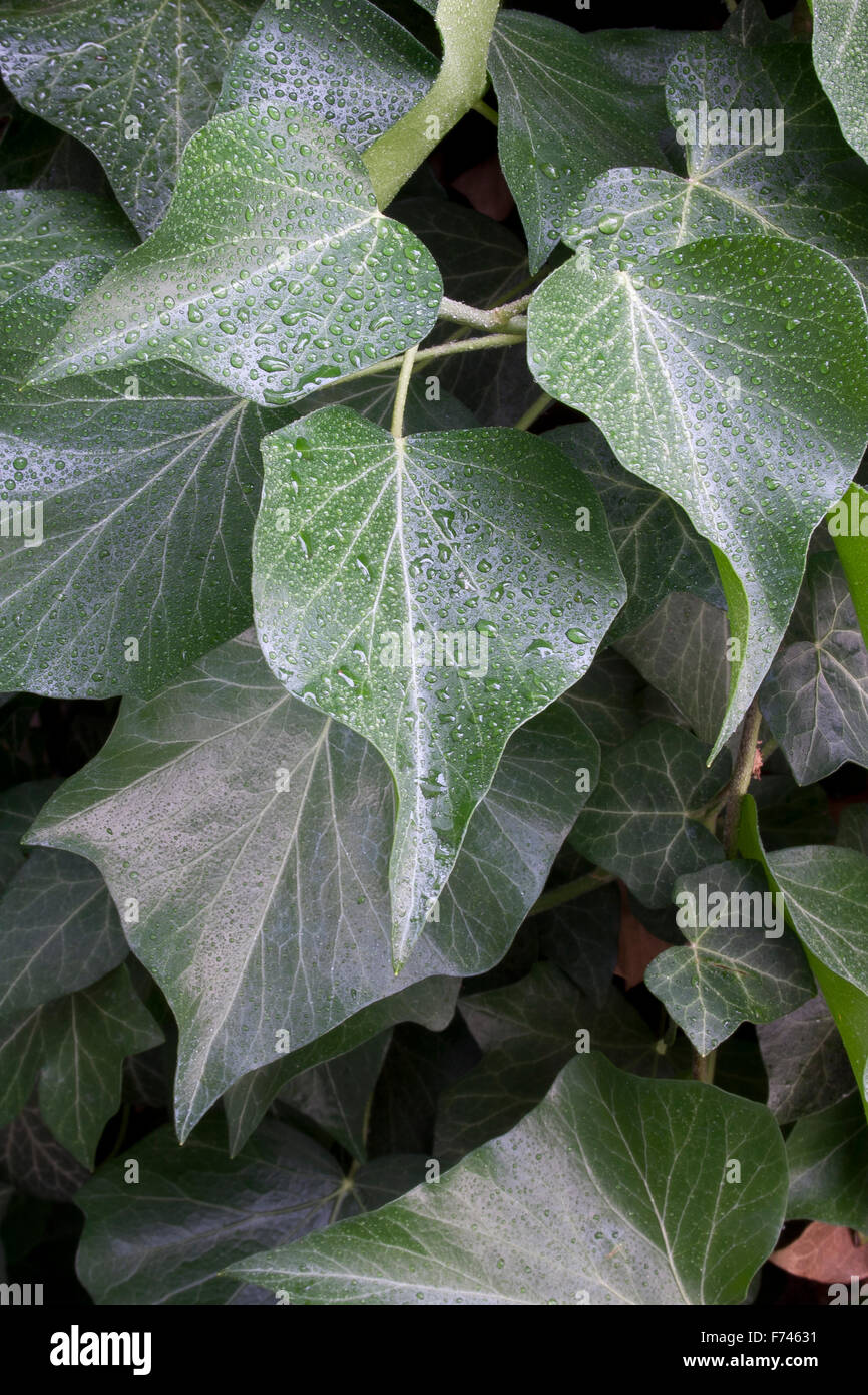 Green ripple ivy hi-res stock photography and images - Alamy