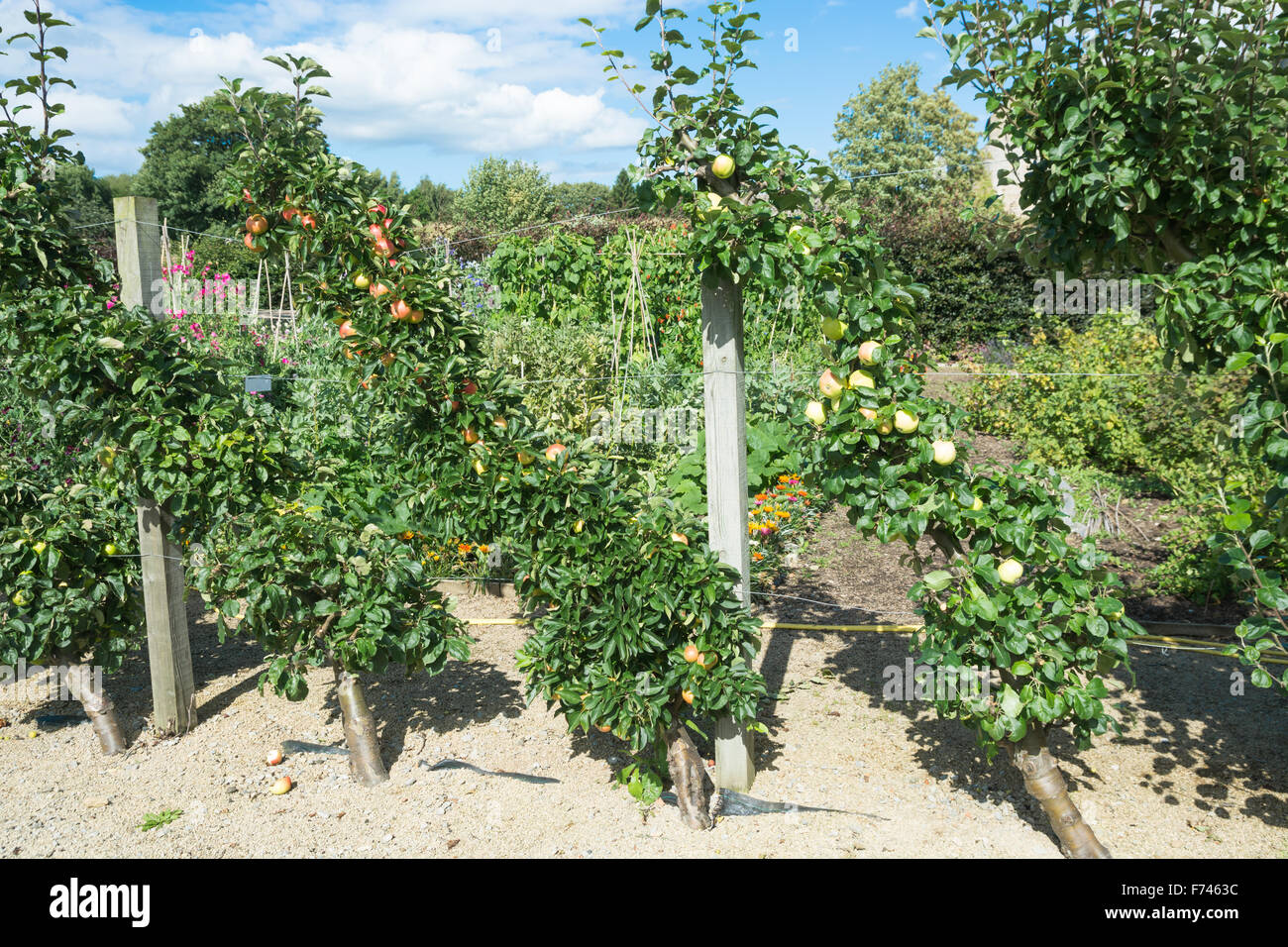 Cordon apple trees hi-res stock photography and images - Alamy