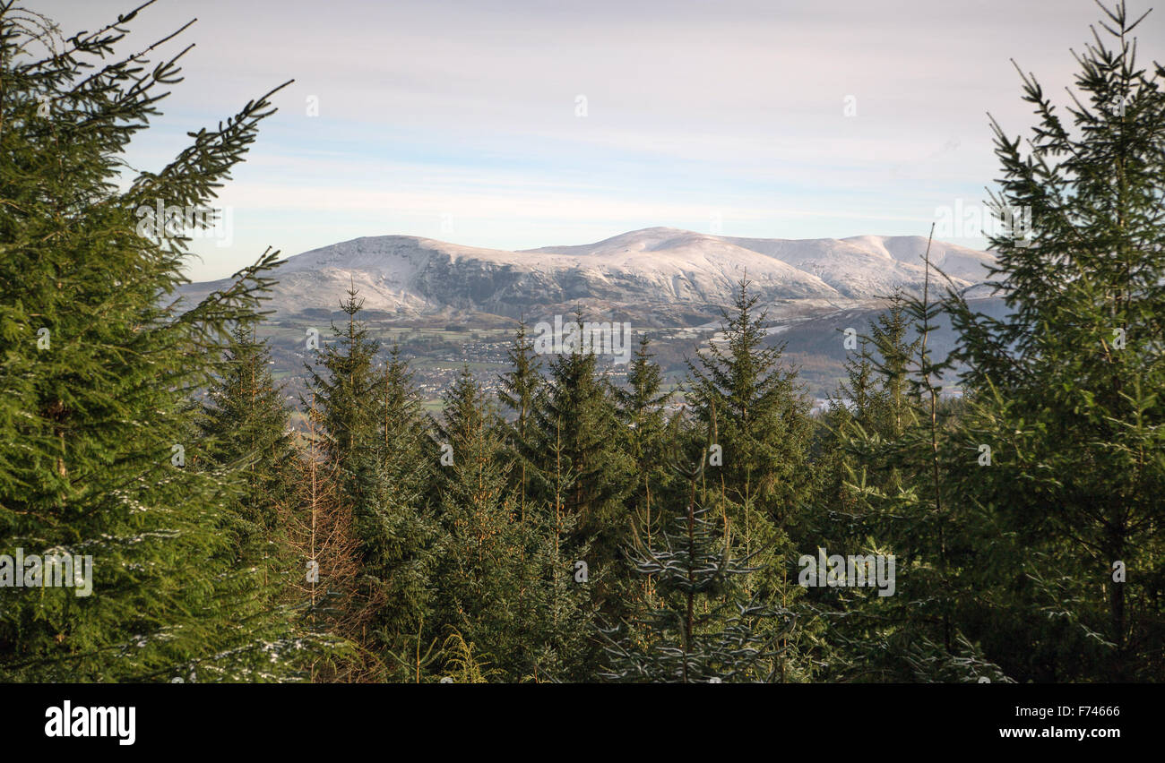 The Helvellyn Range from Whinlatter Forest. Lake District National Park ...