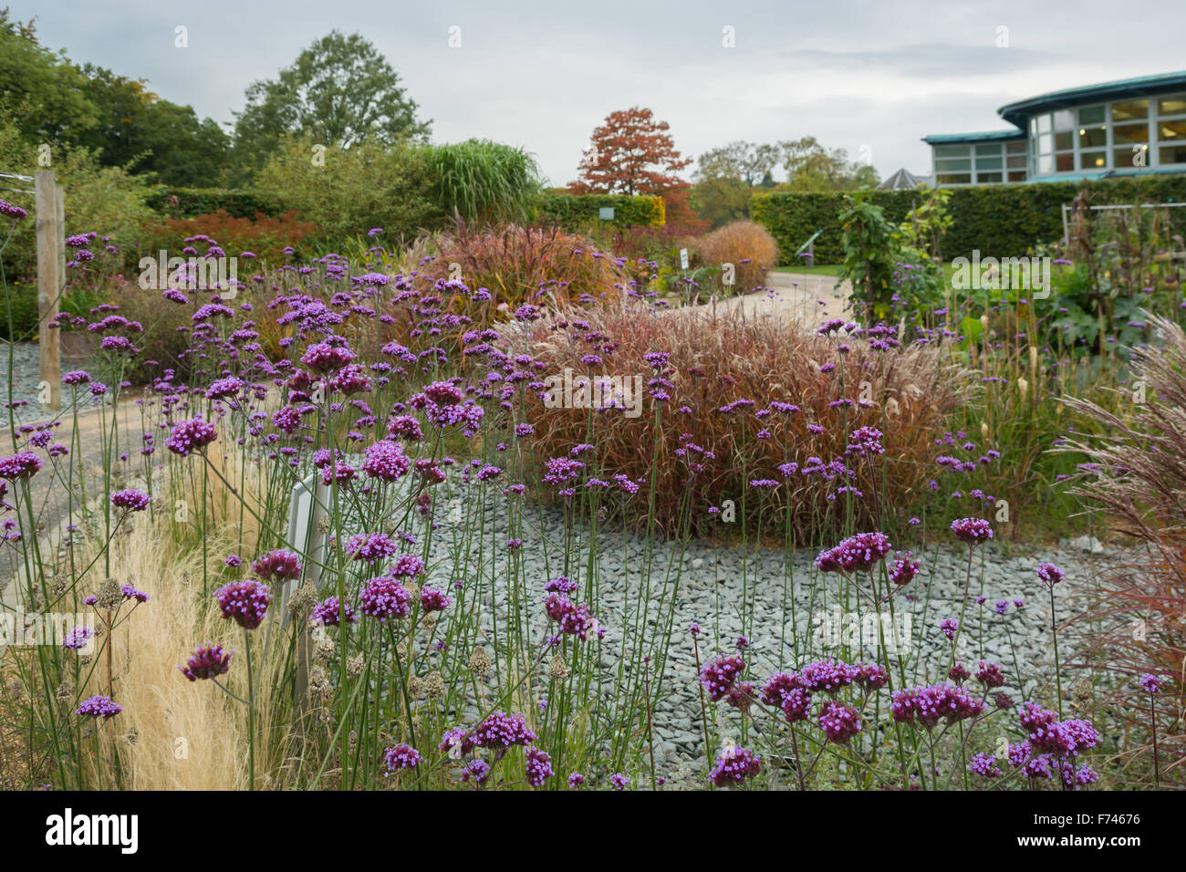 Verbena bonariensis hi-res stock photography and images - Alamy