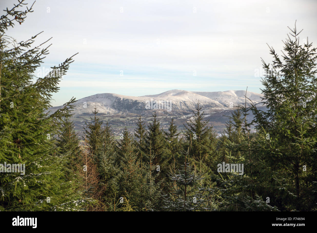 The Helvellyn Range from Whinlatter Forest. Lake District National Park ...