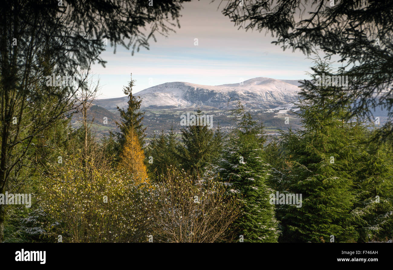 The Helvellyn Range from Whinlatter Forest. Lake District National Park ...