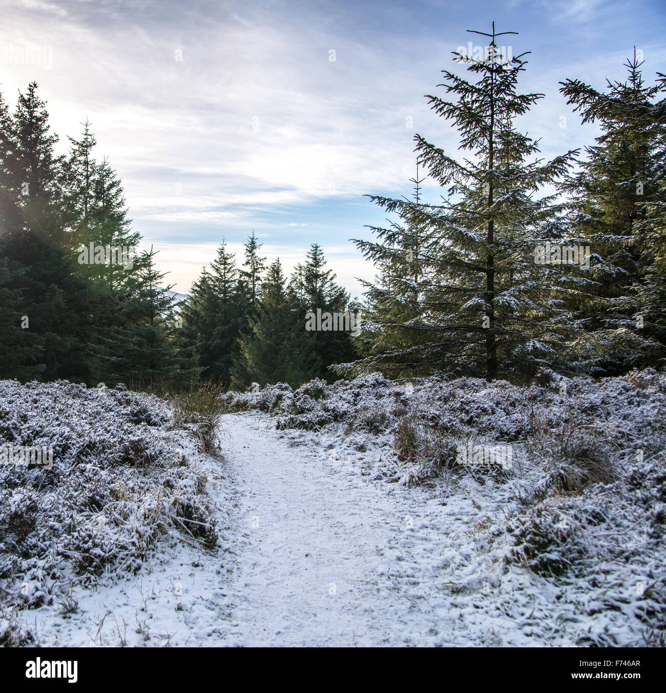 Whinlatter Forest, the Lake District, Winter Stock Photo - Alamy