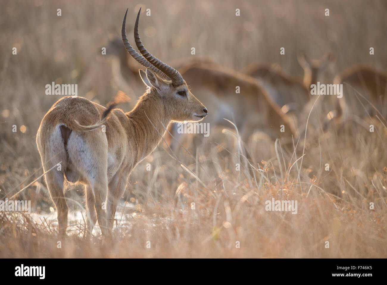 Deer red lechwe kobus leche hi-res stock photography and images - Alamy