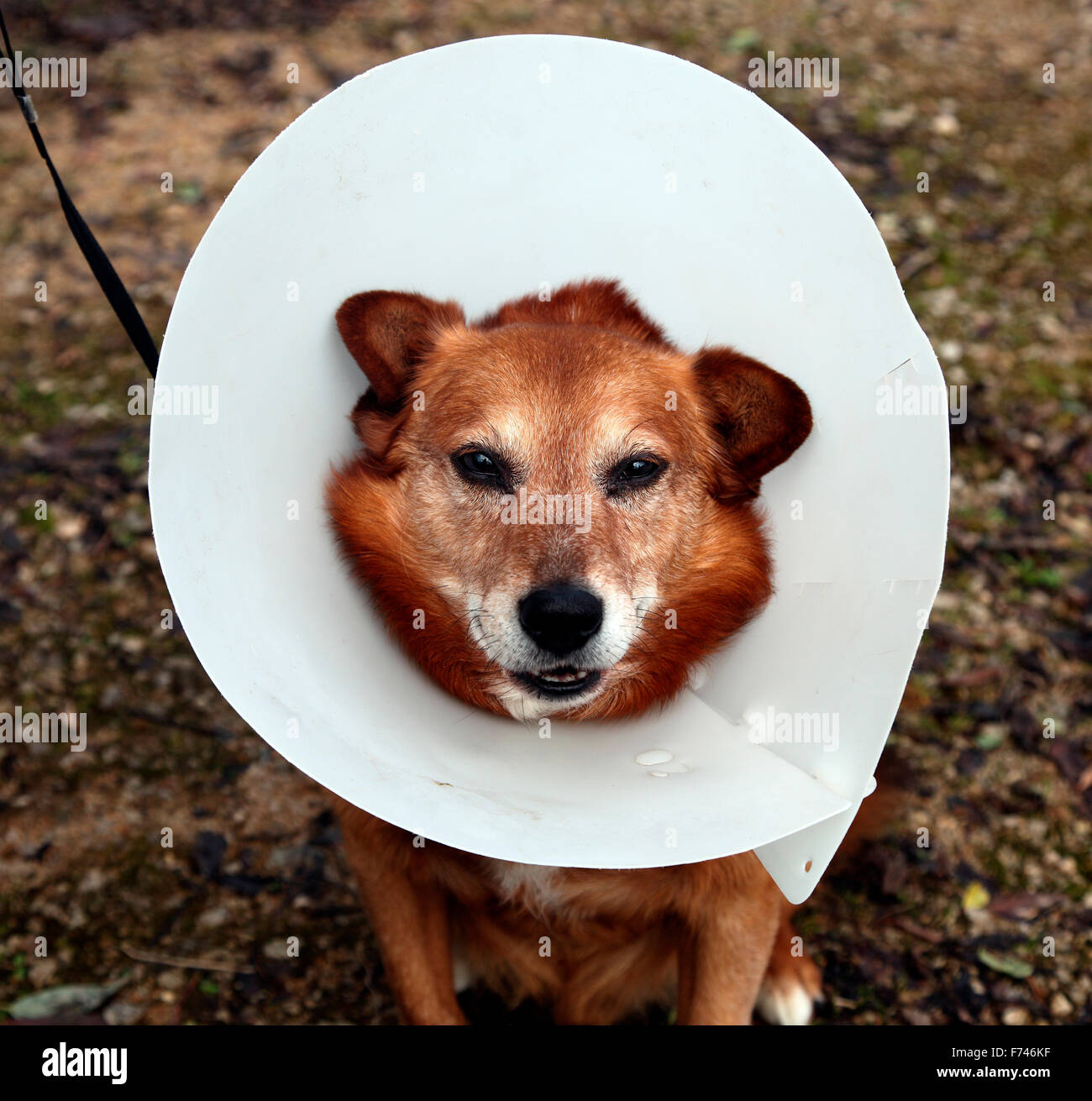 Ruff hi-res stock photography and images - Alamy