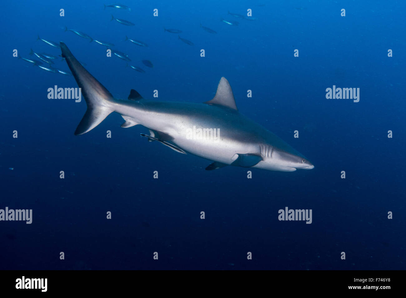 A Grey Reef Shark - amblyrhynchos carcharhinus - Hunting. Taken in ...