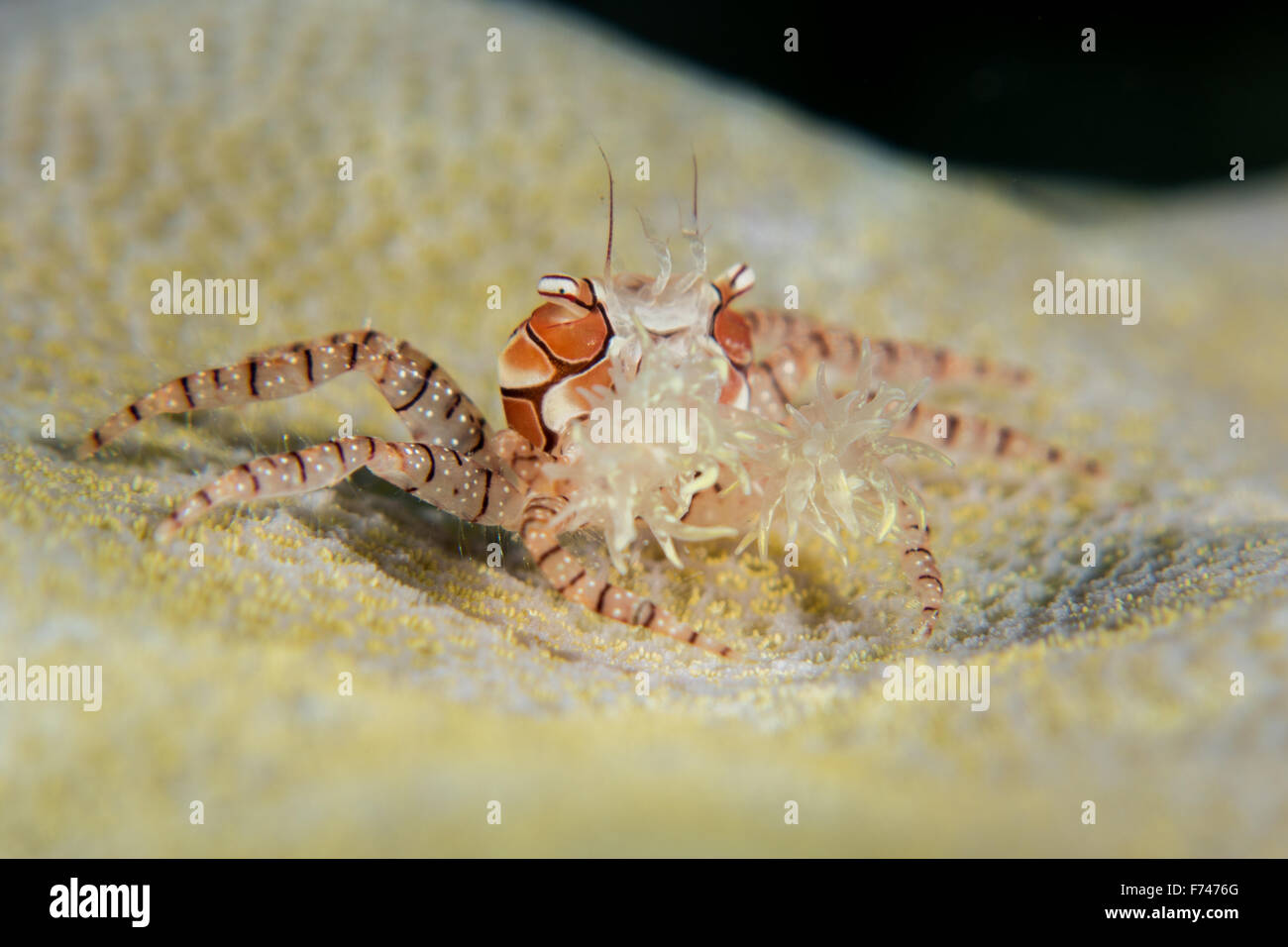 Boxer crab pom pom crab hi-res stock photography and images - Alamy