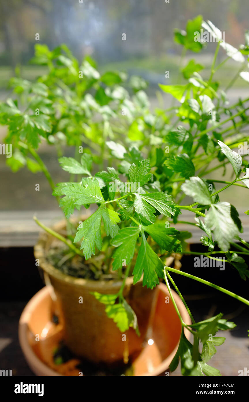 A parsley pot plant growing on a windowsill Stock Photo - Alamy