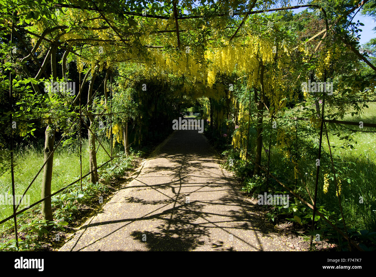 Laburnum walk hi-res stock photography and images - Alamy