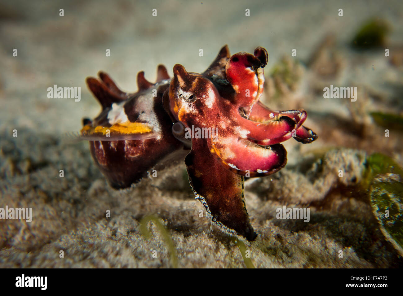 A tiny Flamboyant Cuttlefish - Metasepia pfefferi. Taken in Komodo ...