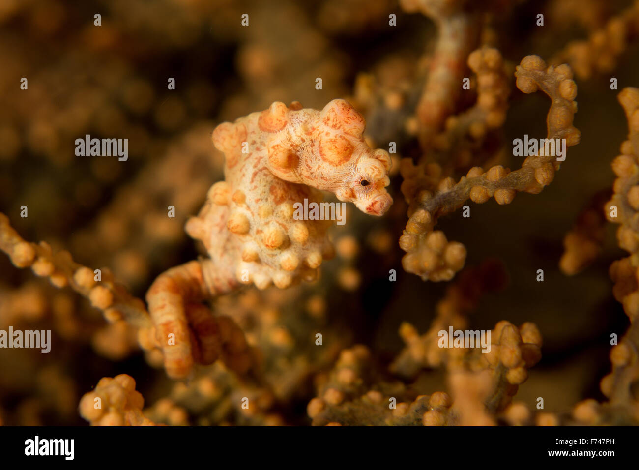 A Yellow Pygmy Seahorse - Hippocampus bargibanti - hides in its host ...