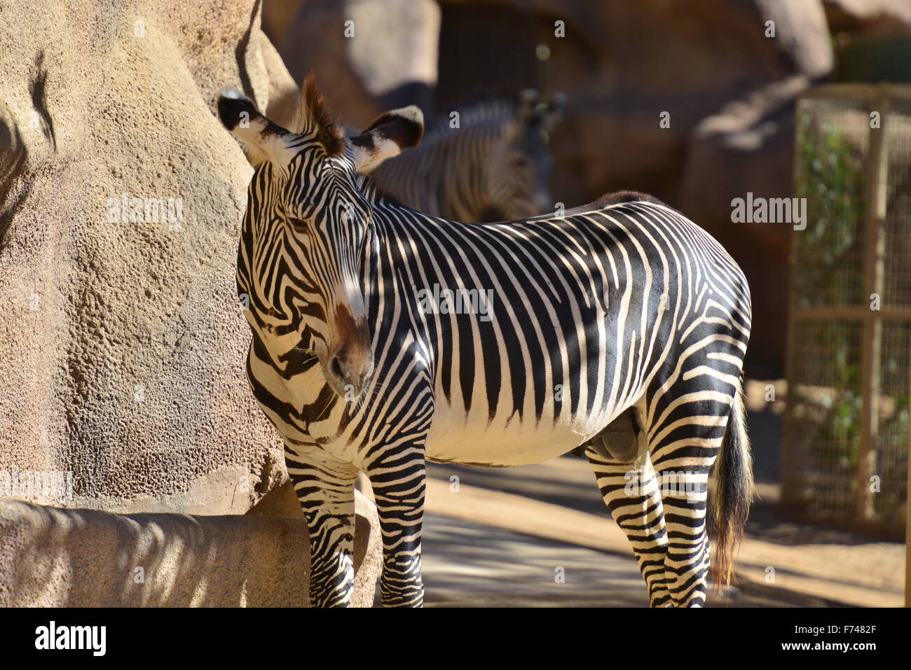 Zebra san diego zoo california hi-res stock photography and images - Alamy