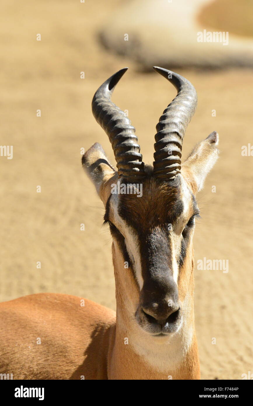 Wildlife at San Diego Zoo Stock Photo - Alamy