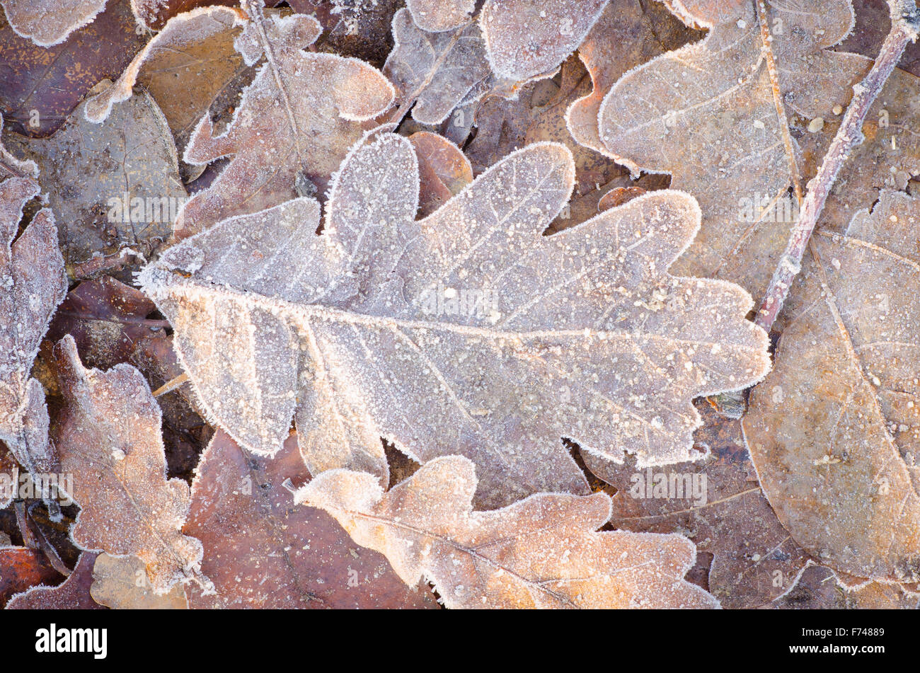 Frosty oak leaves fallen hi-res stock photography and images - Alamy
