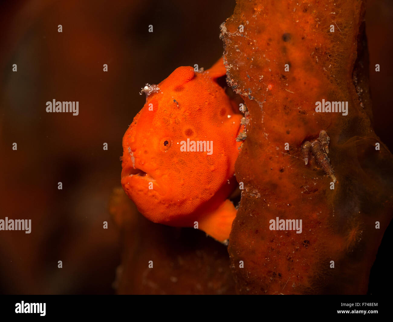 Antenarius hi-res stock photography and images - Alamy