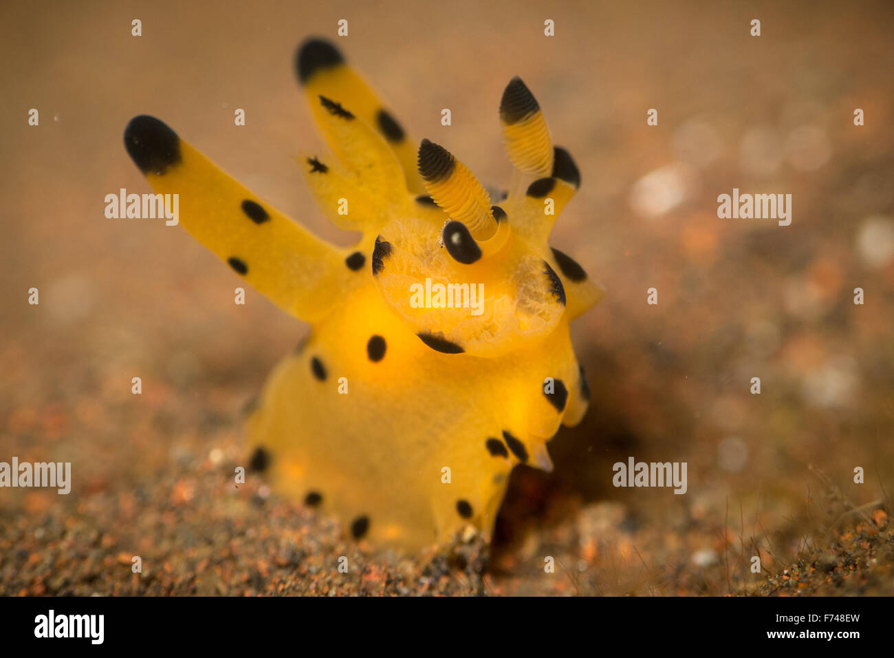 Pikachu nudibranch hi-res stock photography and images - Alamy