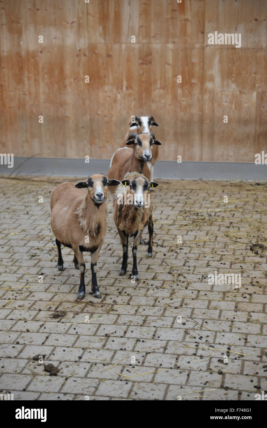 Pretty goat hi-res stock photography and images - Alamy