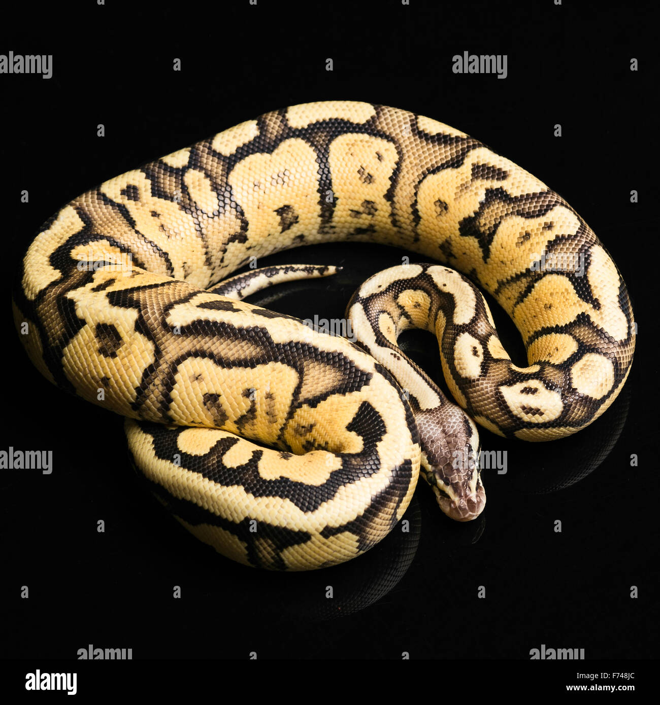 Female Ball Python. Firefly Morph or Mutation Stock Photo - Alamy