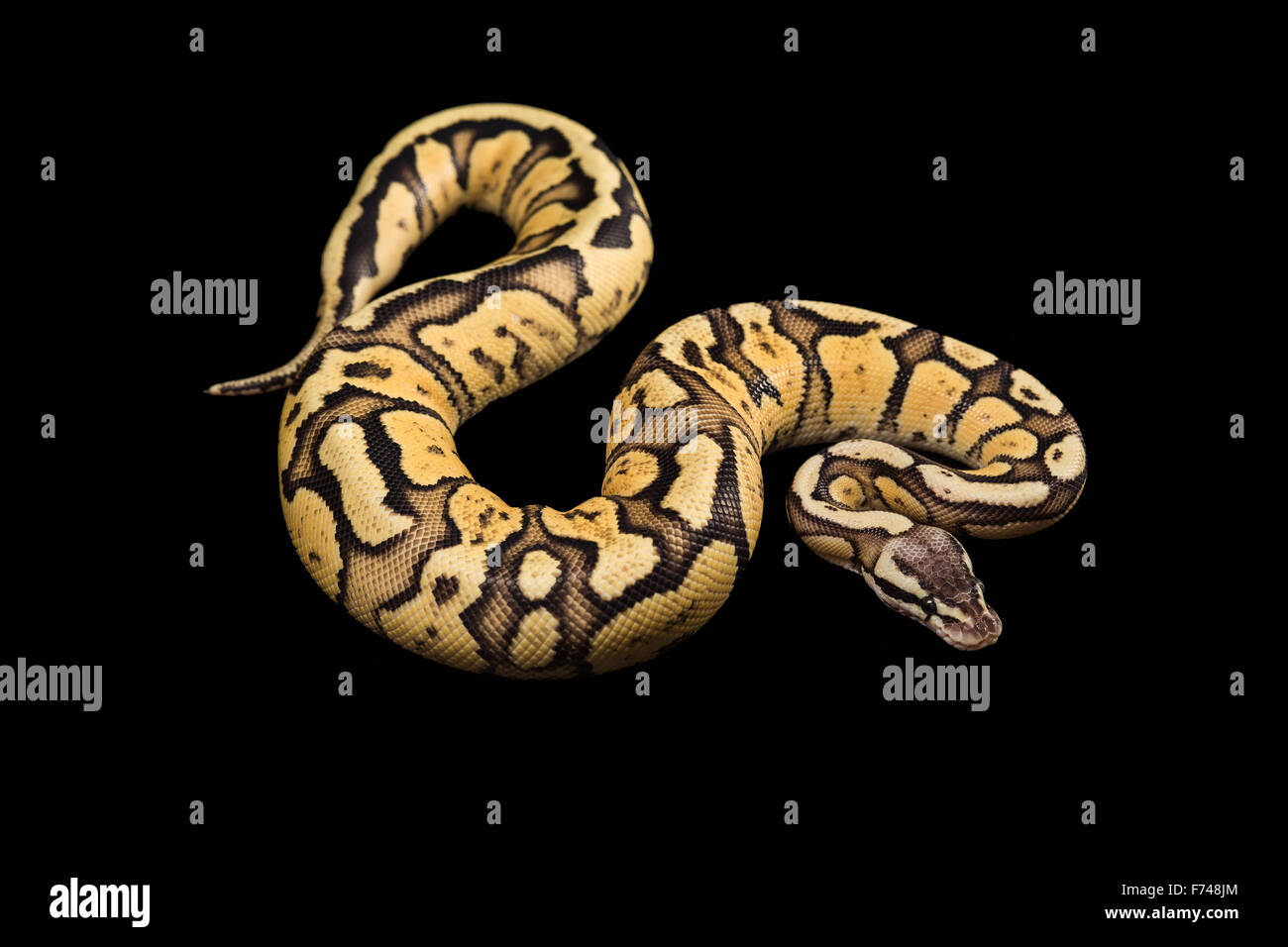 Female Ball Python. Firefly Morph or Mutation Stock Photo - Alamy
