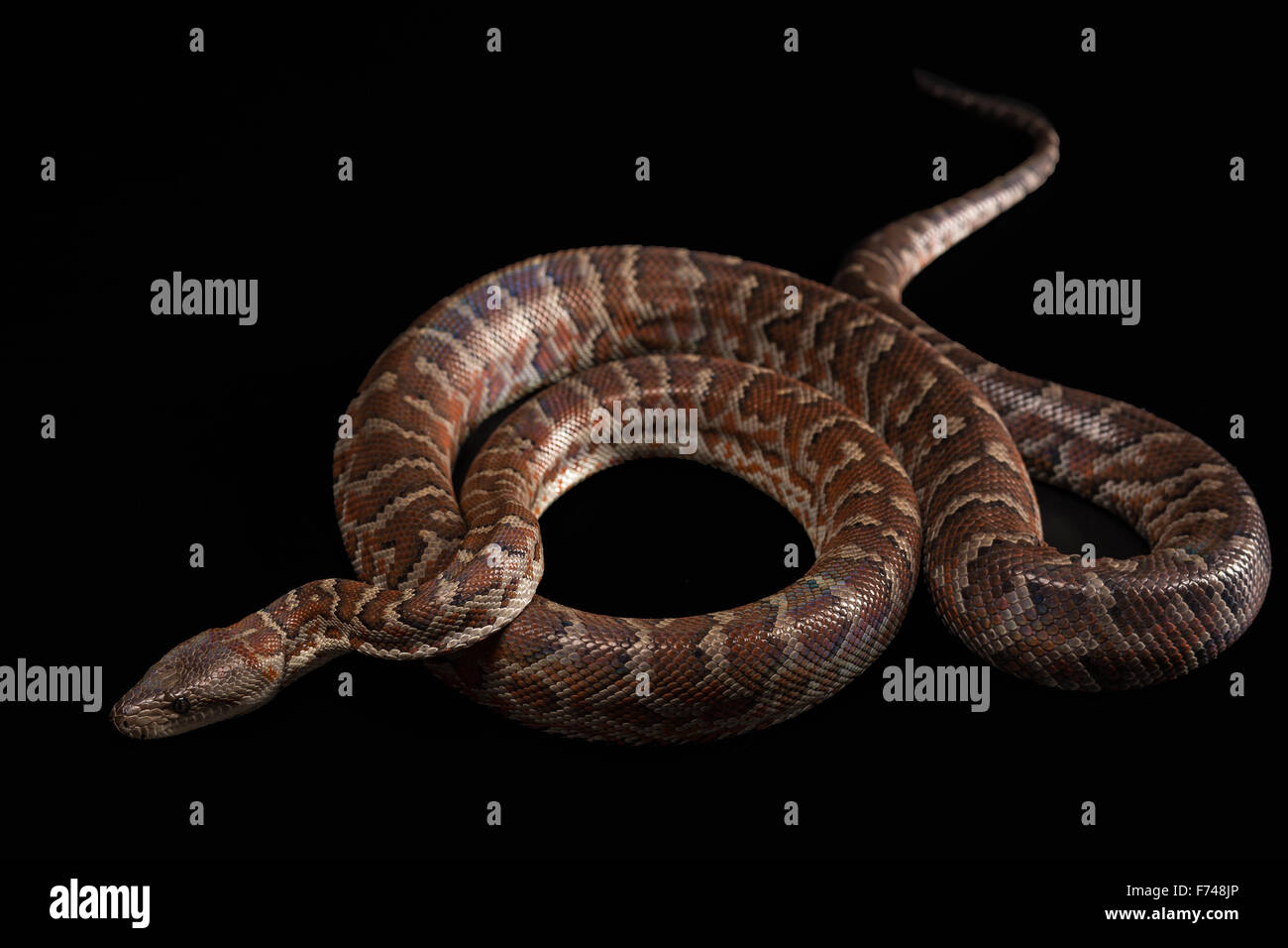 Hispaniolan boa, Chilabothrus or epicrates striatus Stock Photo - Alamy