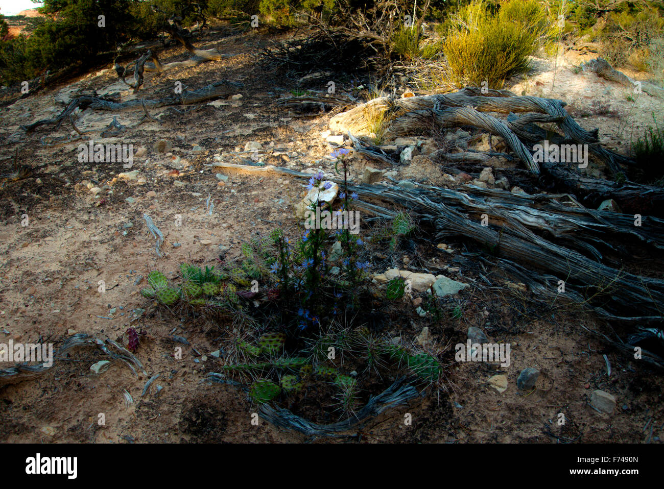 Desert Flowers on the Liberty Cap Trail, Colorado National Monument ...