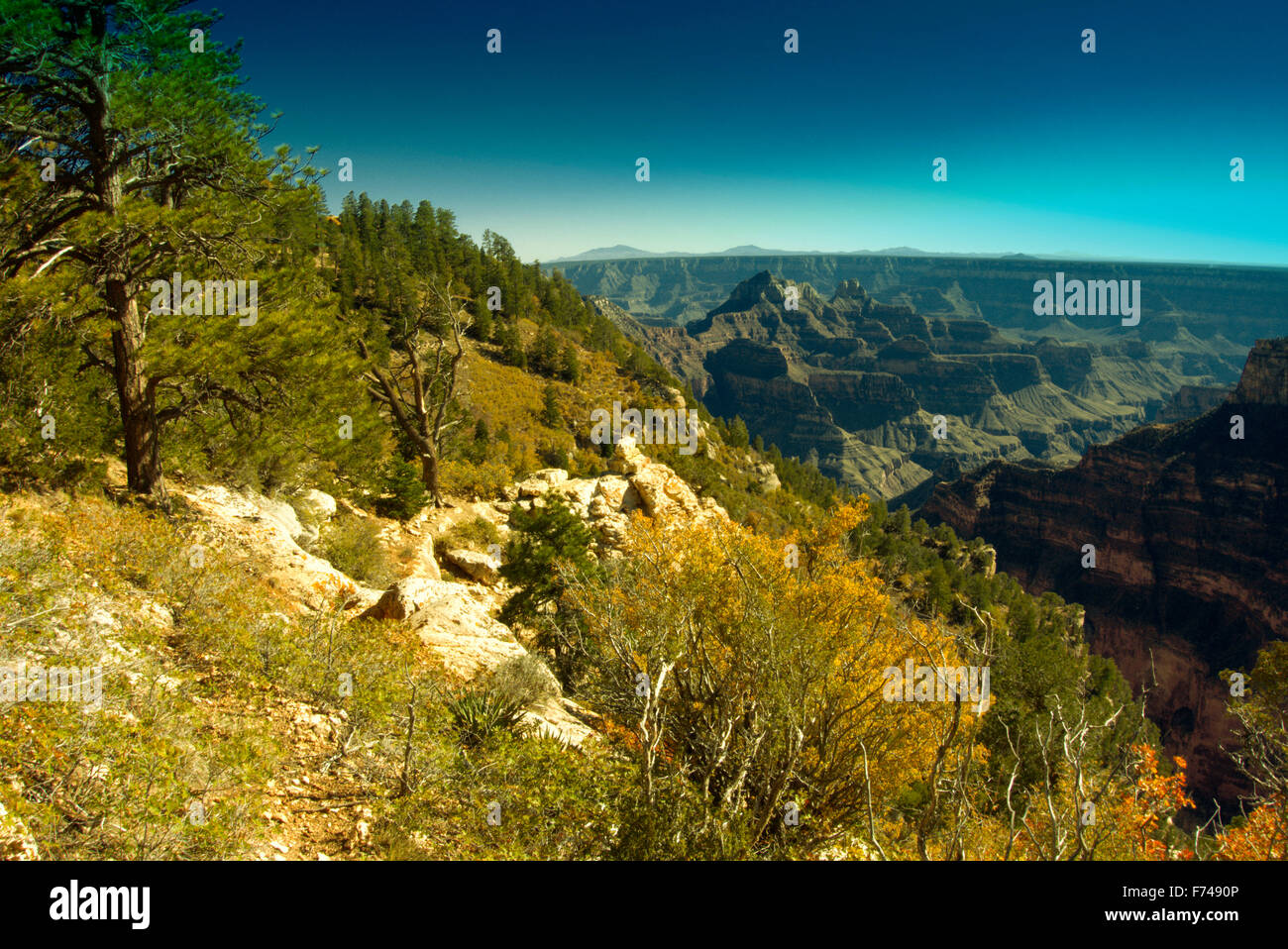 Grand Canyon Nat'l Park, North Rim- An overlook on the Bright Angel ...