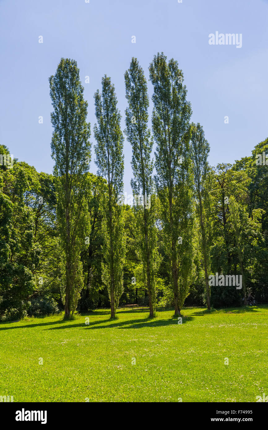 English cultural tree hi-res stock photography and images - Alamy