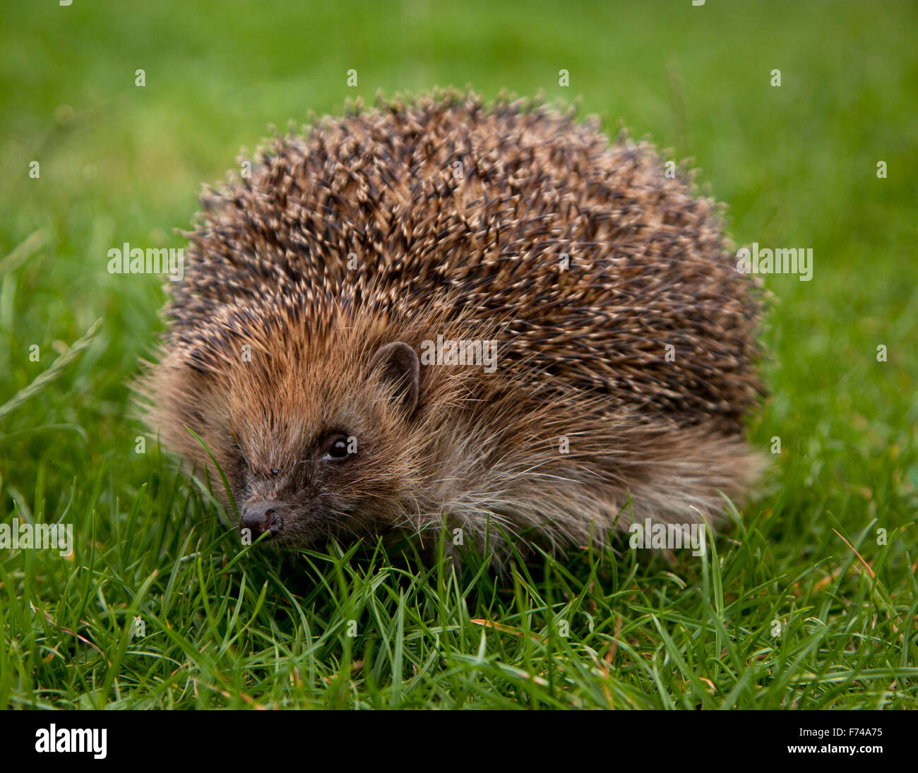 Generalised subcutaneous emphysema hi-res stock photography and images ...