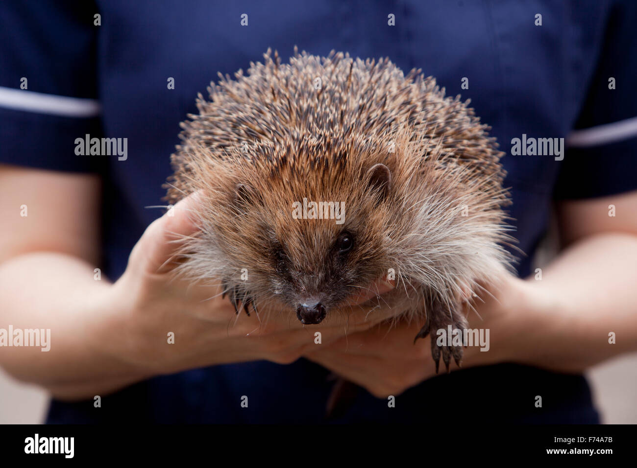 European Hedgehog with balloon syndrome Stock Photo - Alamy