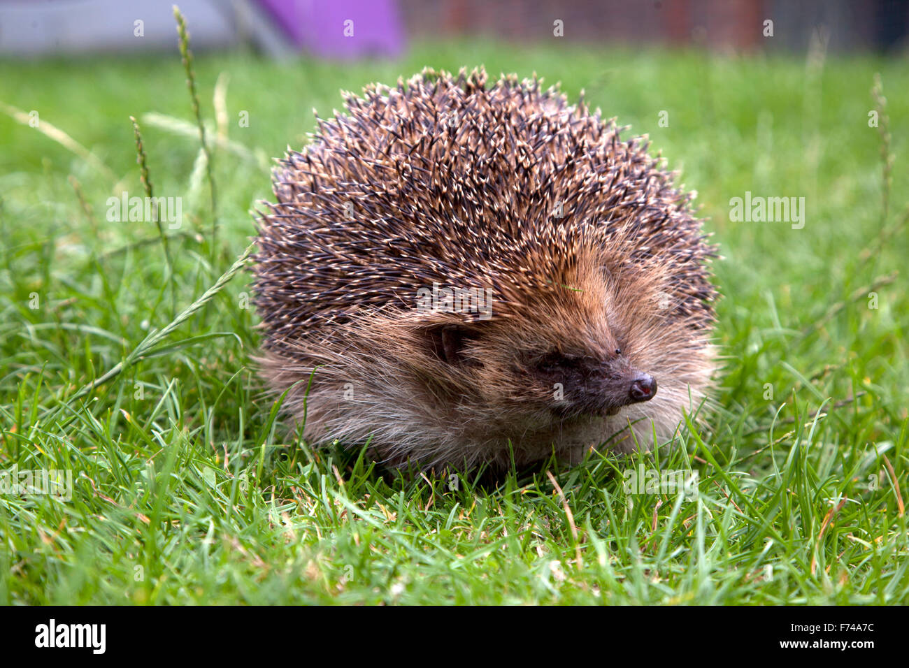 European Hedgehog, Erinaceus europaeus, Balloon syndrome, Inflated ...