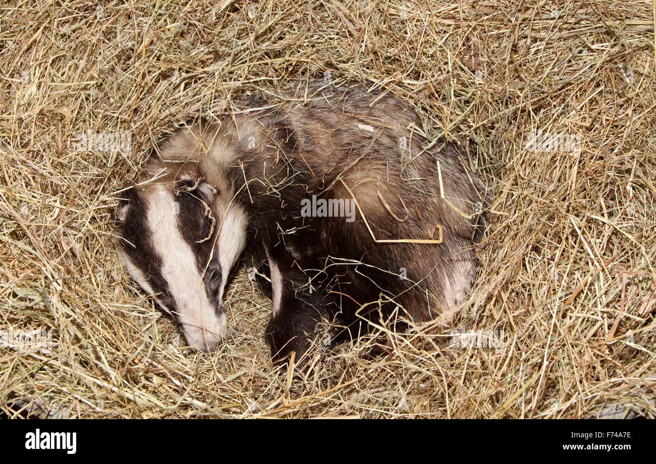 Her recovery hi-res stock photography and images - Alamy