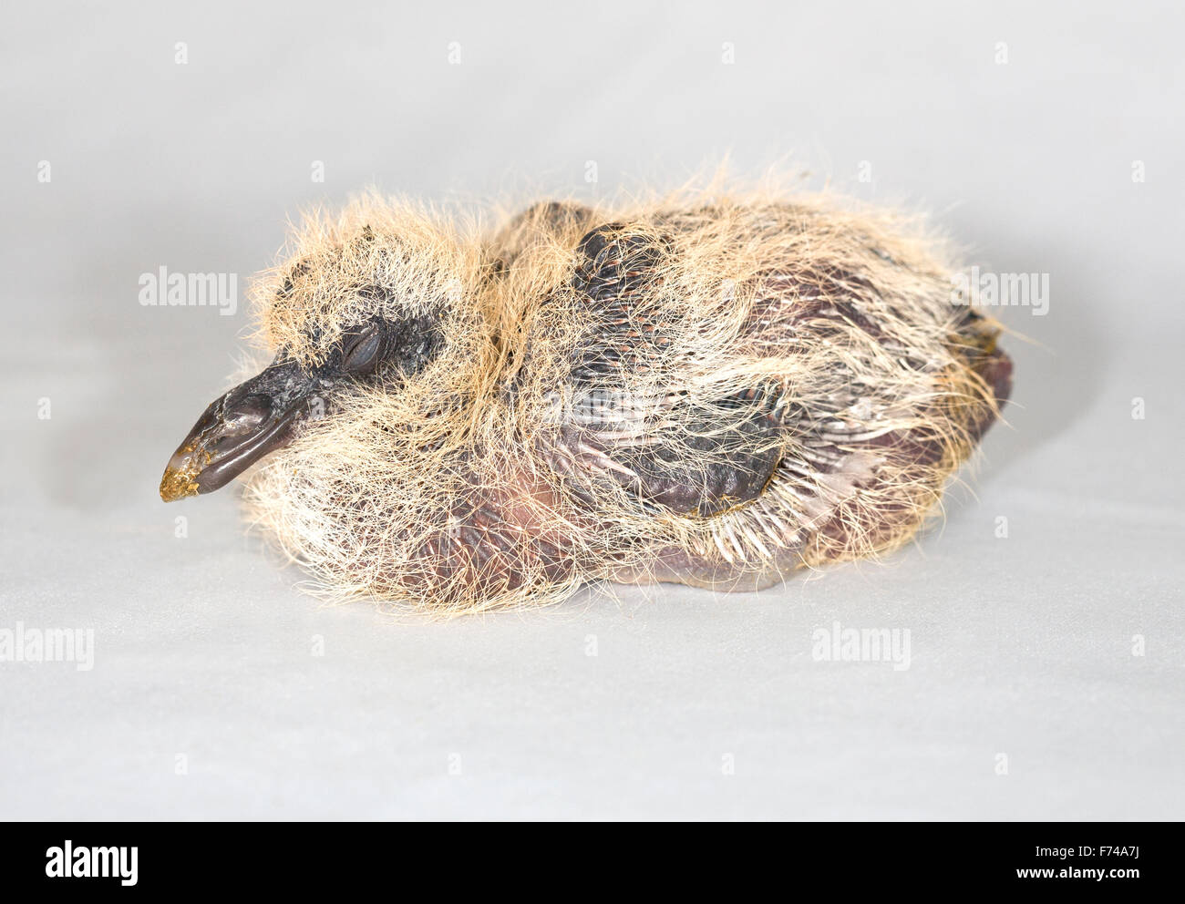 Juvenile wood pigeon hi-res stock photography and images - Alamy